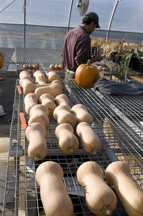 Nutritional Value Of Butternut Squash Nutritional Value Of