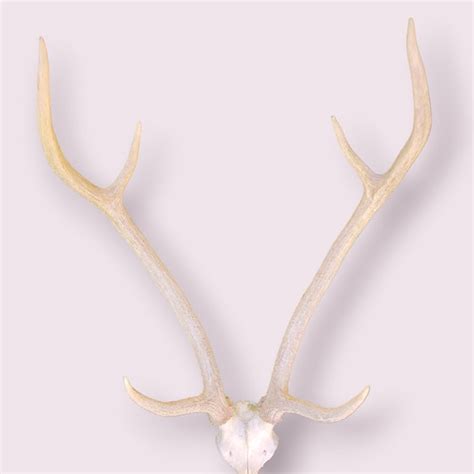 Deer Skull Macrame Etsy