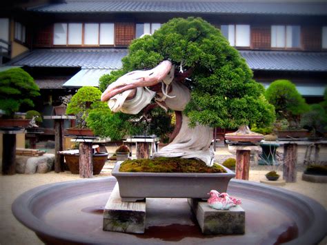 Die ältesten Bonsai Top 5 Bonsai Empire Bonsai Art And Japanese