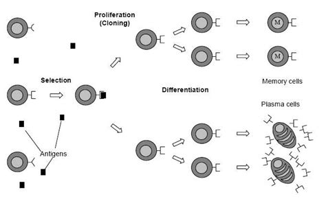 The Clonal Selection Principle Download Scientific Diagram