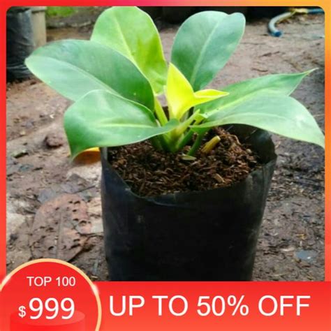 Jual Tanaman Hias Philo Lemon Shopee Indonesia
