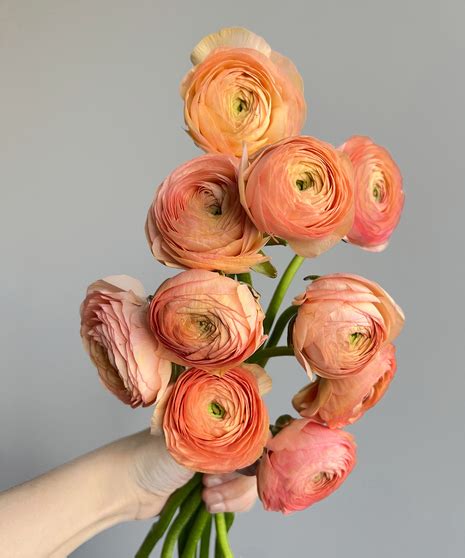 Ranunculus Peach Baltimore Owings Mills Md Flower Delivery
