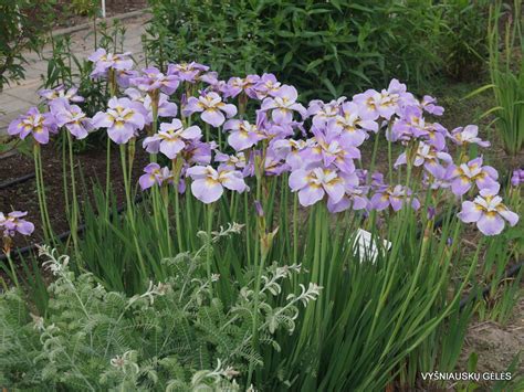 Ranman Daylily Phlox Eu