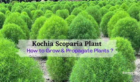Semi Kochia Scoparia 100 Pianta Arbustiva Per Giardino Prateria E