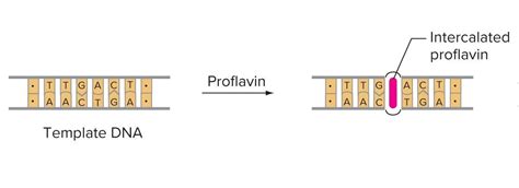 Solved A Mutation Arose Due To Exposure To A Proflavin How