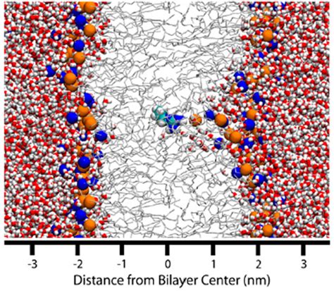 Water Defect Induced By A Positively Charged Arg At The Center Of The Download Scientific