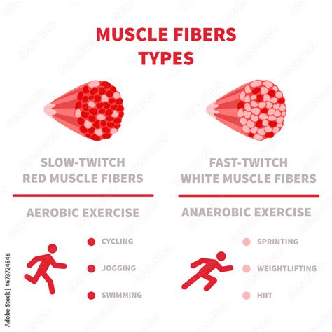 Skeletal Muscle Fiber Types With Slow Twitch And Fast Twitch