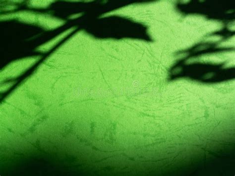 Shadow Leaf Leaves Tree Tropic Summer Background Plant Overlay Nature