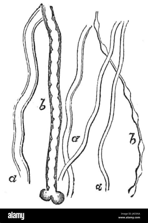 Illustration From Psm V26 Showing Human Nerve Fibers Of Various Sizes
