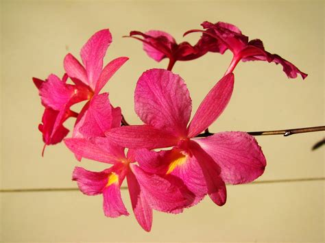 Broughtonia Sanguinea Broughtonia Sanguinea Flickr