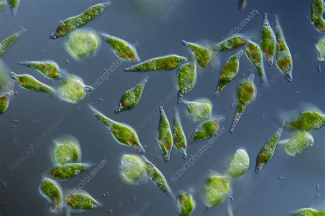Euglena Algae Light Micrograph Stock Image C0614373 Science