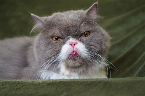 Inbred Cats Signs Problems Lifespan And Facts
