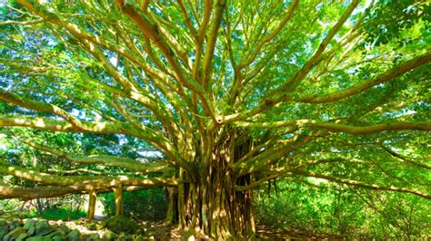 Uttar Pradeshs Bulandshahr Has The Worlds Oldest Banyan Tree And Is