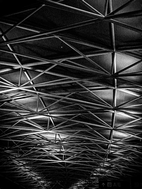 Background Capybara Photos Download The Best Free Background Capybara