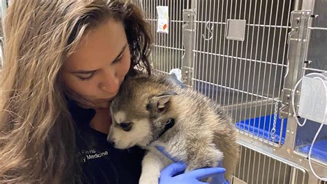 Veterinarian Got Her Start At East Valley Institute Of Technology