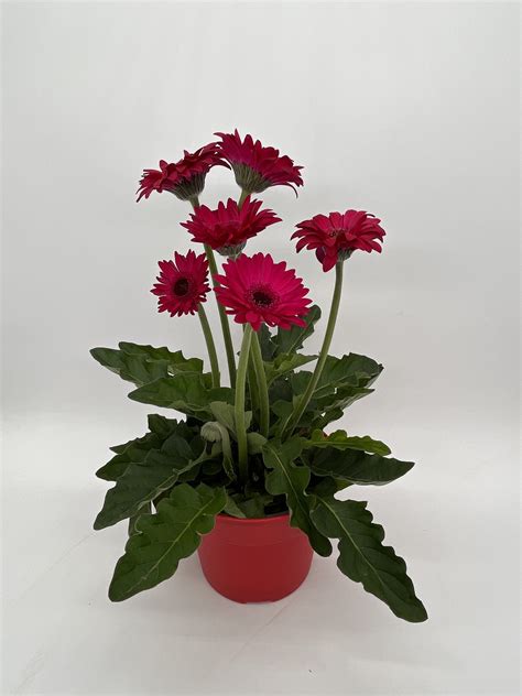 Garvinea Daisy Sunlet Nursery