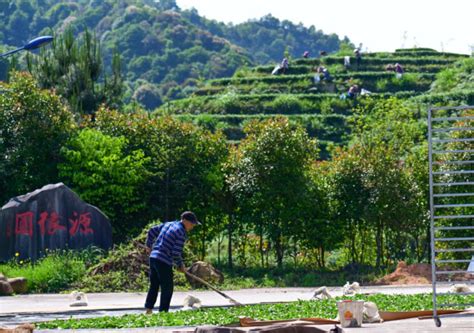 安溪春茶季再添喜讯 安溪感德入选2023年全国农业产业强镇手机新浪网