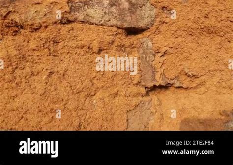 There Is A Termite On The Wall There Is A Termite On The Brick Wall Stock Video Footage Alamy