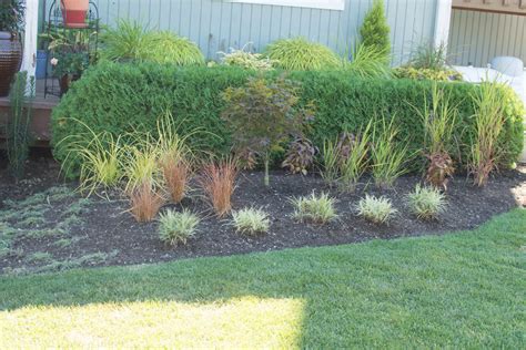 Ornamental Grasses Of Puget Sound Nursery Blog — Ornamental Grasses