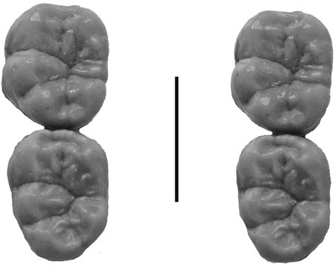 Type Specimen Of Sivapithecus Occidentalis Ips 182627 From Can Vila