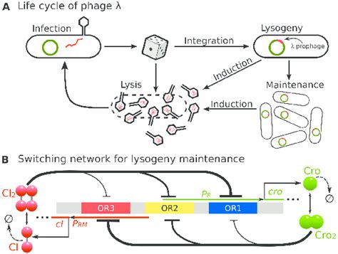 Different Selection Of Cell Fate Of E Coli Infected By Phage Lambda