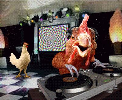 Animated Hen  Clip Art Library