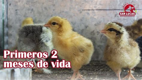 Cuidados Y Atenciones De Pollitos Nacimiento Y Primeros Meses De Vida
