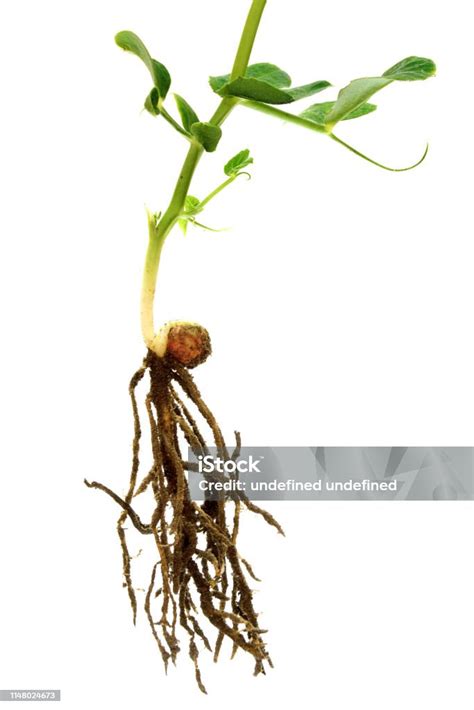 Root Legume Plant Isolated On White Stage Of Peas Growing From Seed To