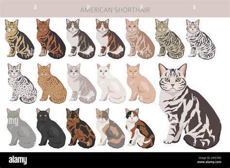Cat Colours Us
