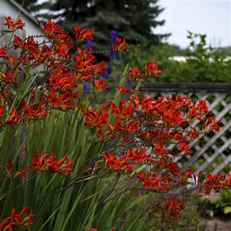 Crocosmia Lucifer Vermont Wildflower Farm