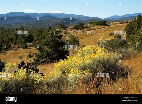 Yellow Chamisa Flowers Against Backdrop Of The Sangre De Christo