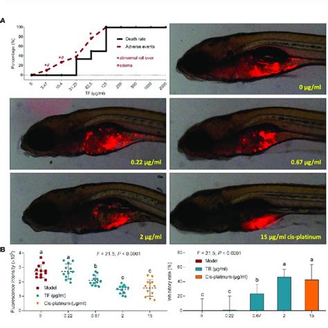Dapi Staining Observation A And Flow Cytometry Analysis B On A375 Download Scientific