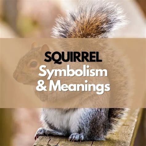 What Does A Squirrel Symbolize Symbol Genie