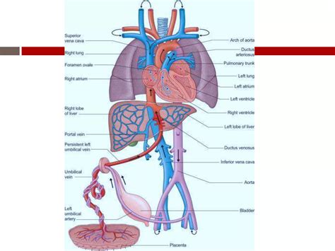 Normal Fetal Circulation Pptx