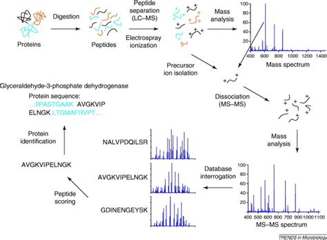 Protein Identification And Expression Analysis Using Mass Spectrometry