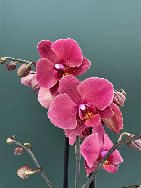 Phalaenopsis Magenta • Ελληνικές Ορχιδέες