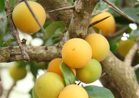 Kei Apples Nutritional Powerhouse With Innovative Uses For Farmers