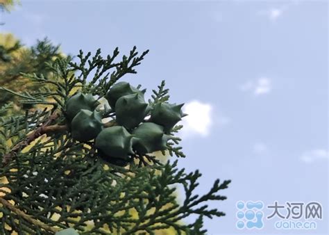 拥有侧柏86个种源、268个家系，郏县有个全国最大的侧柏基因库 大河网