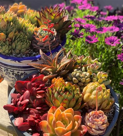 What Bugs Are Beneficial For Succulents Succulent Garden Web