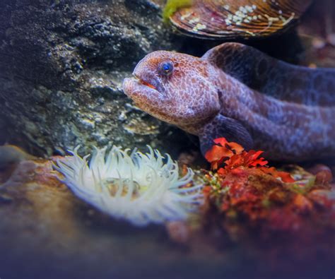 Aquarium Of The Bay Explore Engage Experience San Francisco