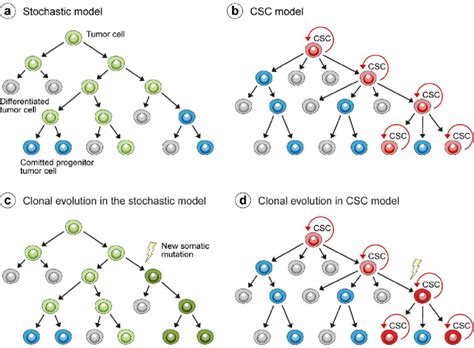 Tumor Growth Models A In The Stochastic Model Of Tumor Growth All Download Scientific