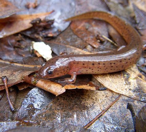 Mud Salamander Facts And Pictures