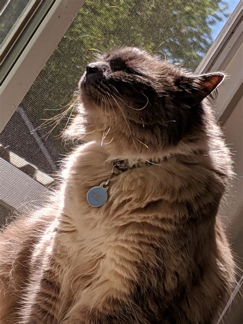 Worlds Best Kitty Rsupermodelcats