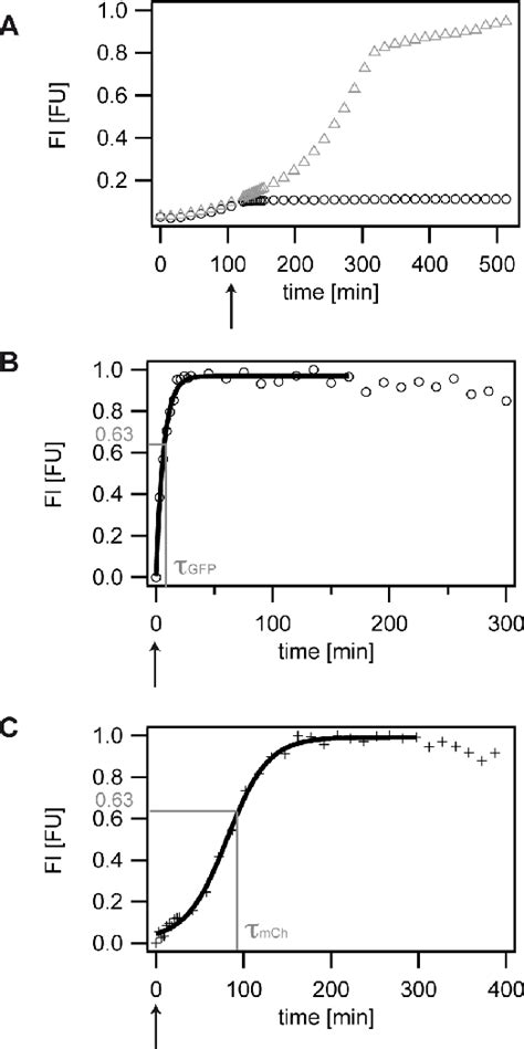 Figure 1 From High Variation Of Fluorescence Protein Maturation Times In Closely Related