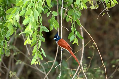 Asian Paradise Flycatchers Earth Life