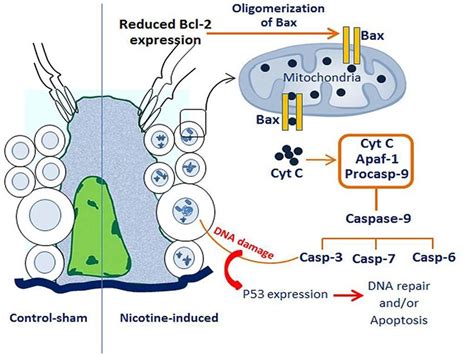 Possible Pathway For Dna Fragmentation In Nicotine Received Groups