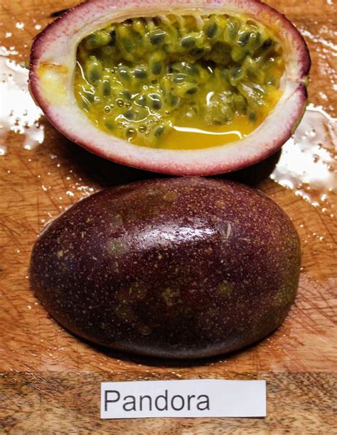 Passiflora Large Purple Passionfruit Abceeds