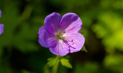 The 6 Best Perennial Geraniums That Come Back Every Year A Z Animals