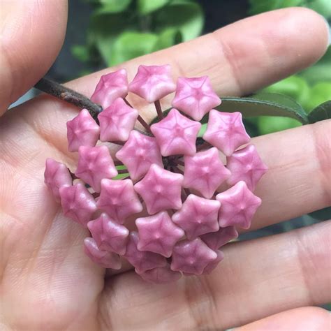 Fruit Gushers 💦 R Forbiddensnacks