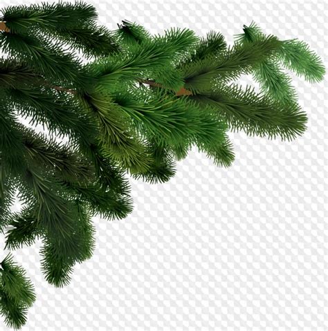 24 PNG, Еловые ветки, ветки сосны, зеленые, в снегу, PNG изображения с ...